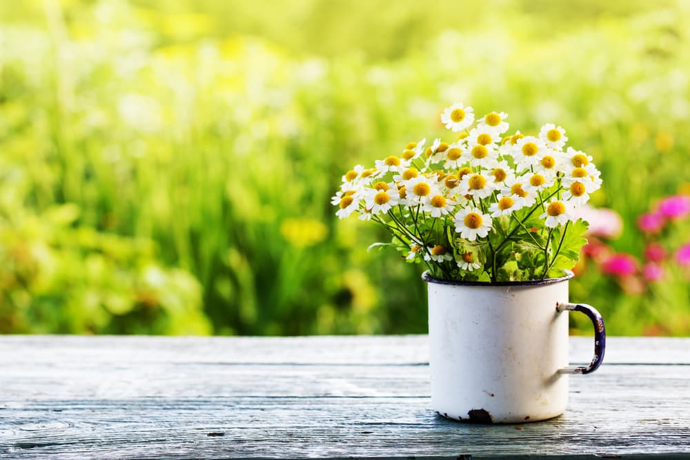 Effect of Spring on Mental Health | Ottawa Counselling Mediation Services